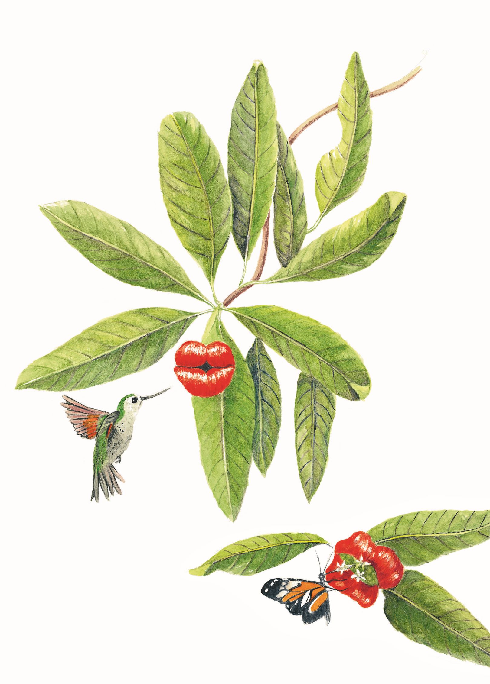 Dessin botanique - Joanne Anton